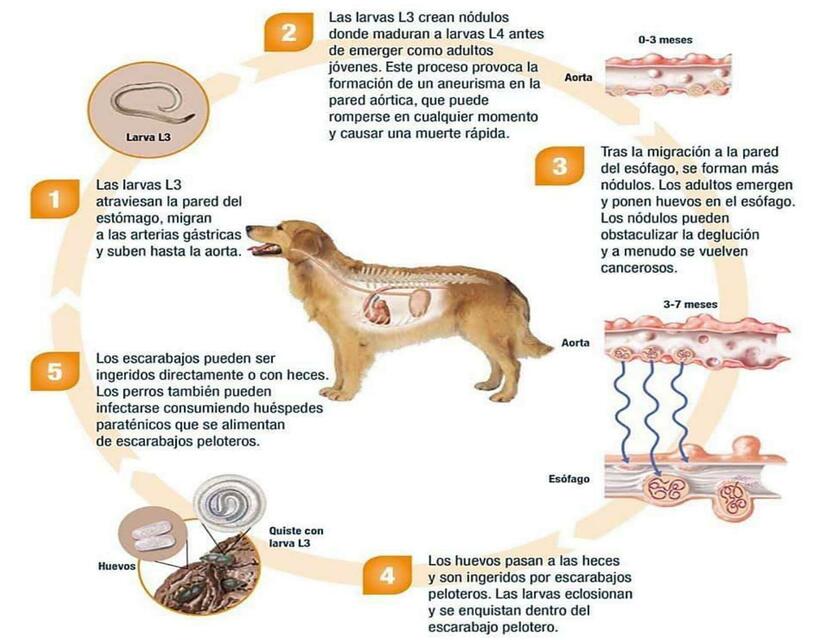 Spirocerca lupi | fraii | uDocz