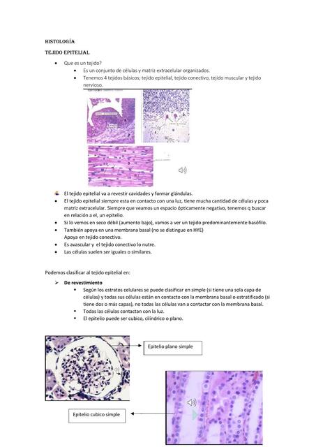 Tejido Epitelial | Marina Cordoba | uDocz