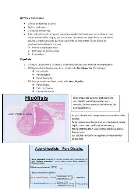 Sistema Endocrino | Marina Cordoba | uDocz