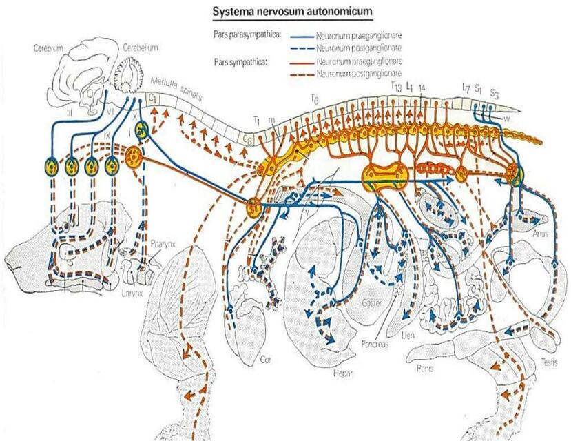 Sistema nervioso autónomo | fraii | uDocz