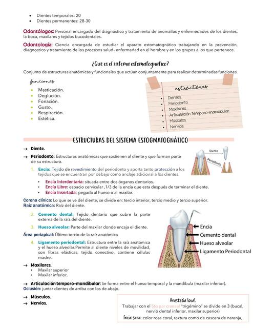 Anatomía Dental | eli badillo | uDocz