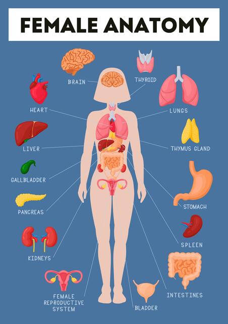 Póster de anatomía femenina | MARYURI LISBETH | uDocz