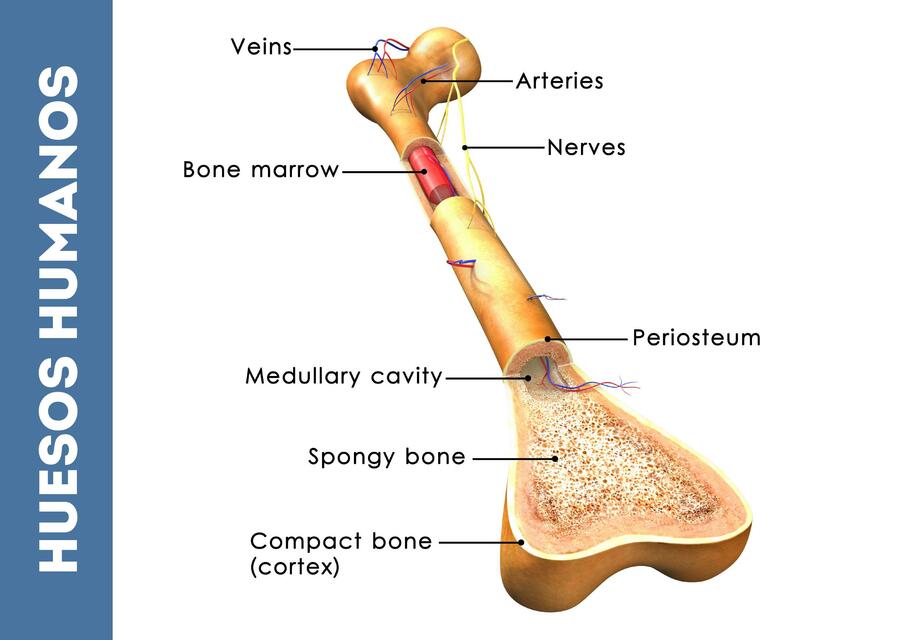 Huesos humanos | MARYURI LISBETH | uDocz