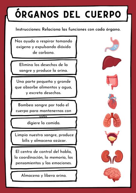 Órganos del Cuerpo | MARYURI LISBETH | uDocz