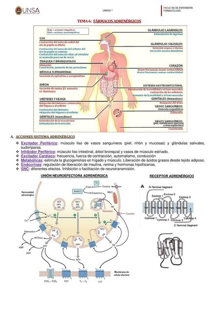 Fármacos Adrenérgicos | study_enf | uDocz