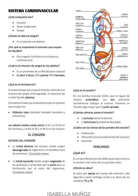 Sistema Cardiovascular | TRIX-MED | uDocz