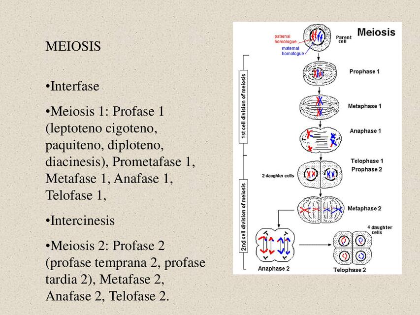 Flashcards de Embriología Meiosis | Por MEDilove | uDocz
