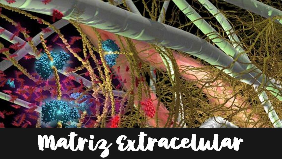 Matriz Extracelular - Uniones Célulares | ALTRUUS | uDocz