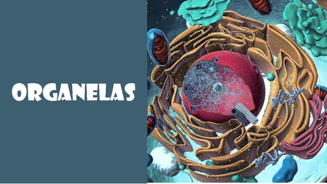 Resúmenes de Rol de las organelas | Descarga apuntes de Rol de las ...