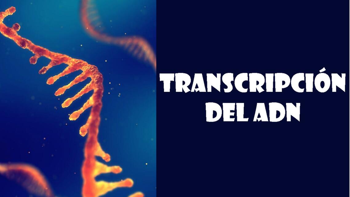 Transcripción del ADN | ALTRUUS | uDocz