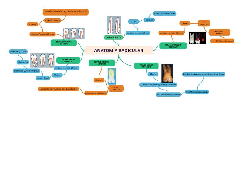 Anatomía radicular dental | Forensic.notes | uDocz