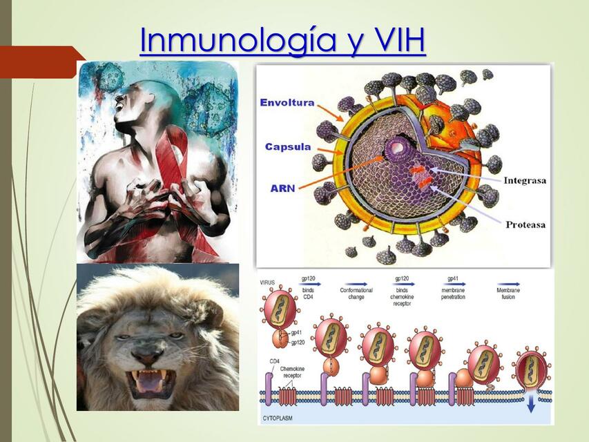 3.1. Inmunología y VIH | LiquidOH愛 | uDocz