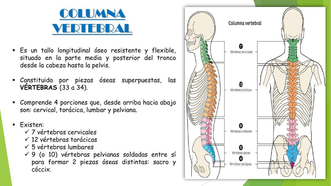 Conceptos Básicos de la Columna Vertebral | MARYURI LISBETH | uDocz