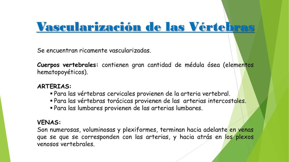 Vascularización de las Vértebras | MARYURI LISBETH | uDocz