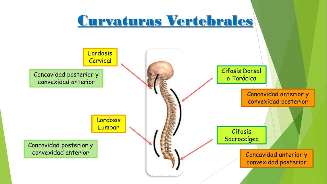Curvaturas Vertebrales | MARYURI LISBETH | uDocz