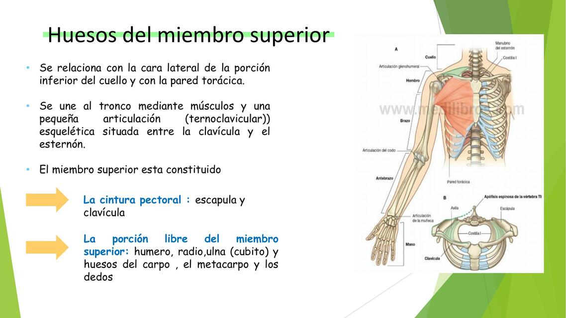 Huesos del miembro superior | MARYURI LISBETH | uDocz