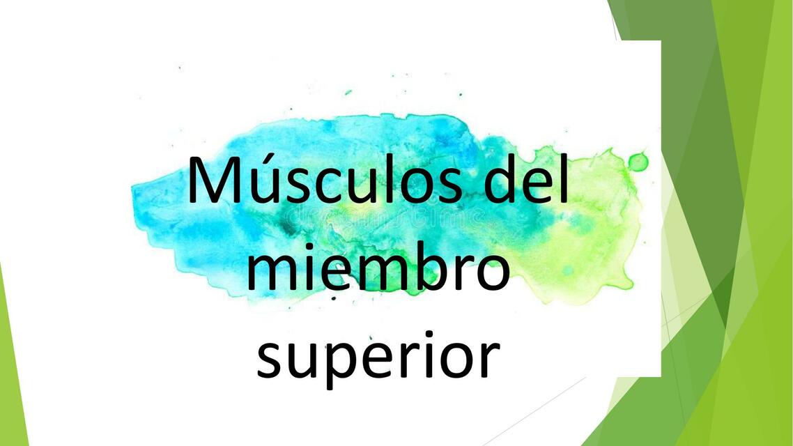 Músculos del miembro superior | MARYURI LISBETH | uDocz