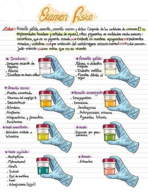 Examen físico de orina | fraii | uDocz