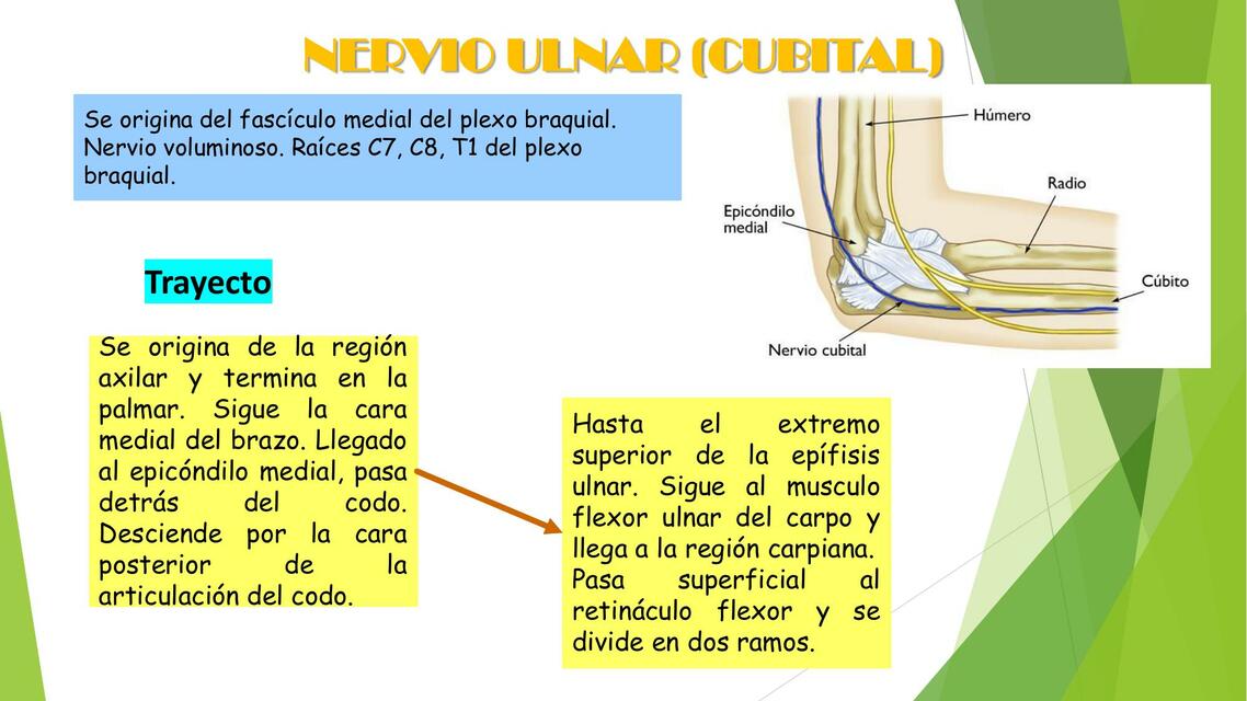 Nervio ulnar (cubital) | MARYURI LISBETH | uDocz