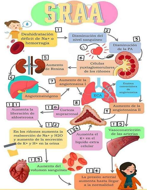 SRAA | fraii | uDocz