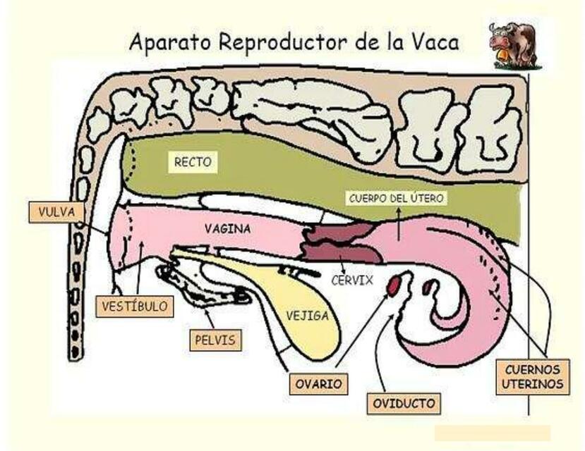 Aparato reproductor de la vaca | fraii | uDocz