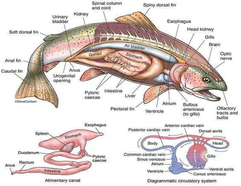 Anatomía del pez | fraii | uDocz