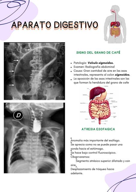 Aparato digestivo | MARYURI LISBETH | uDocz