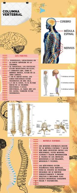 Columna vertebral | MARYURI LISBETH | uDocz