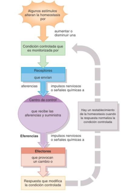 Acción de un sistema de retroalimentación | ESPM MEDICINA | uDocz