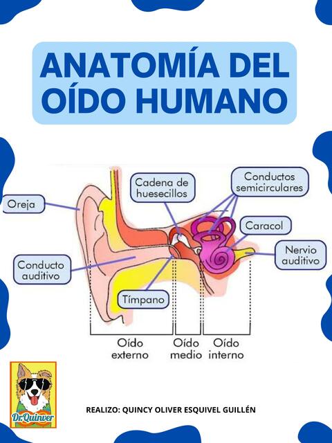 Anatomía del Oído Humano | Dr.Quinver | uDocz