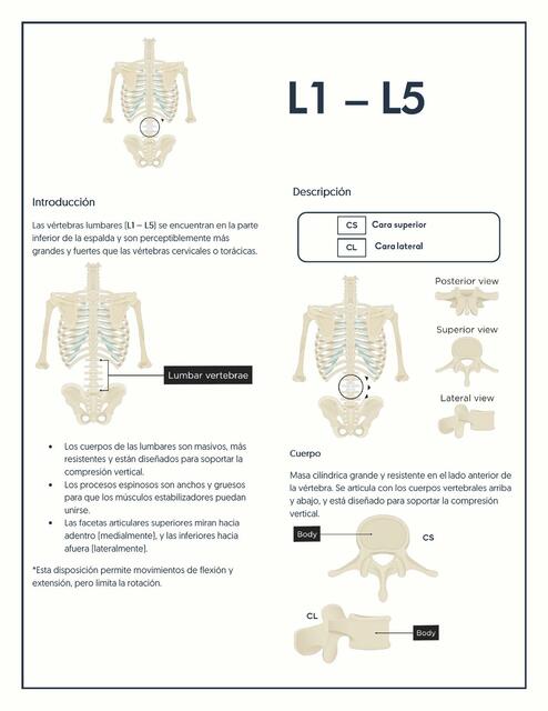 Columna Vertebral: L1 - L5 | C Altamirano, MD | uDocz
