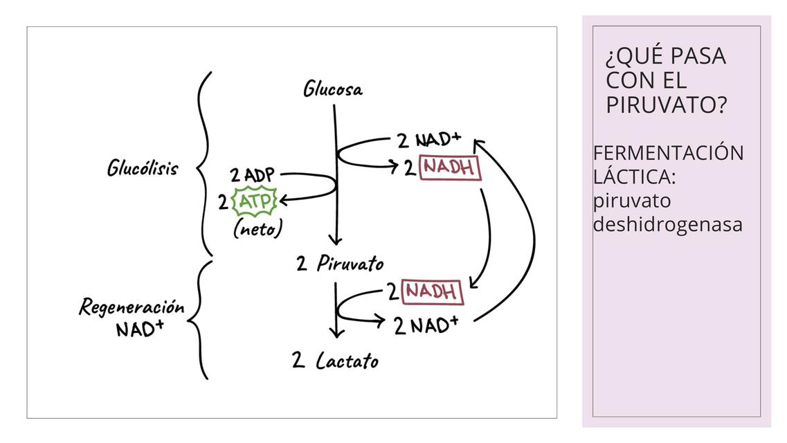 ¿Qué Pasa con el Pivurato? | MARYURI LISBETH | uDocz