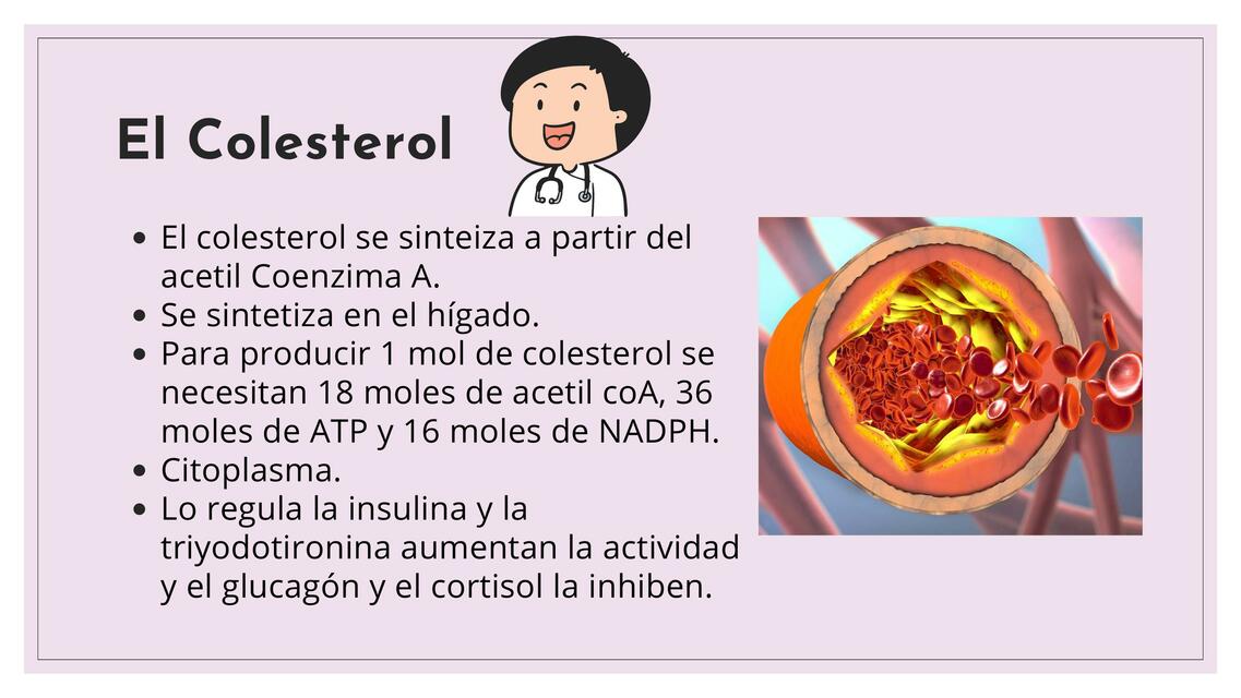 El Colesterol | MARYURI LISBETH | uDocz