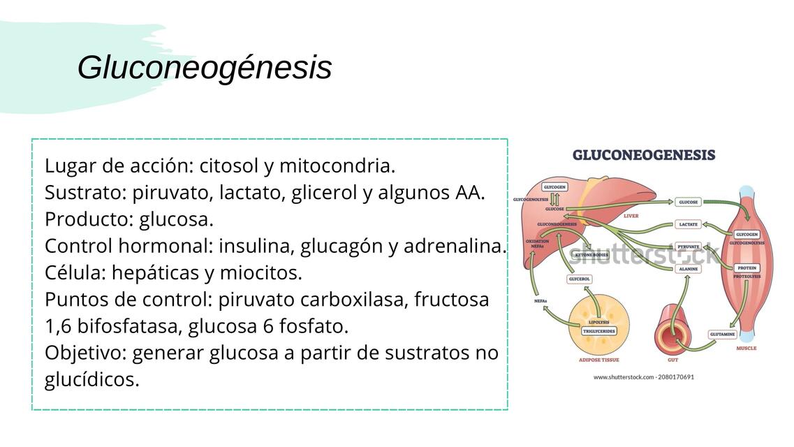 Gluconeogénesis | MARYURI LISBETH | uDocz