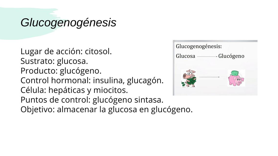 Glucogenogénesis | MARYURI LISBETH | uDocz