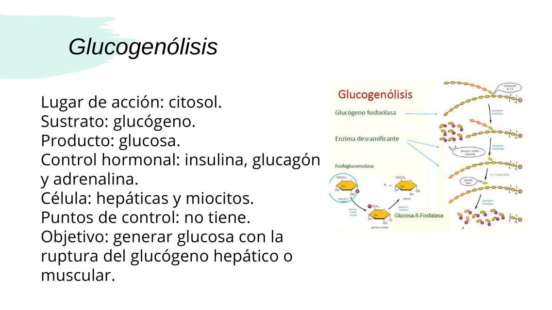 Glucogenólisis | MARYURI LISBETH | uDocz