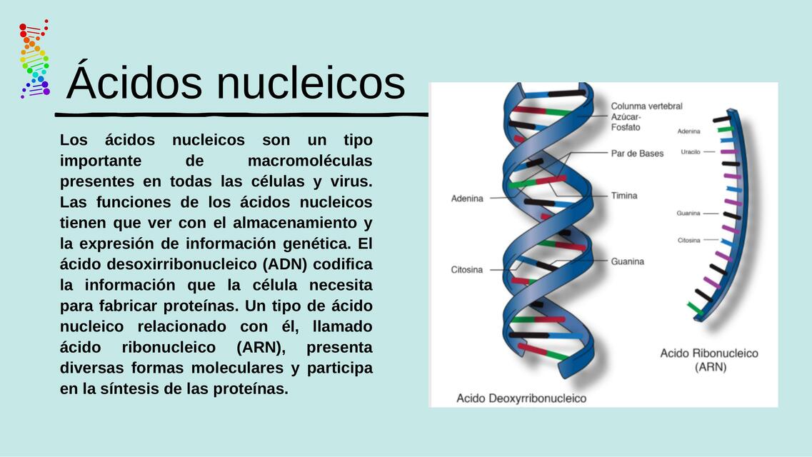 Ácidos Nucléicos | MARYURI LISBETH | uDocz