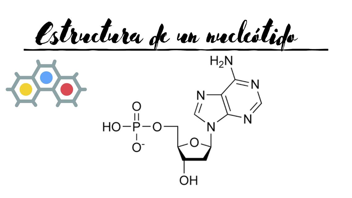 Estructura de un Nucleótido | MARYURI LISBETH | uDocz