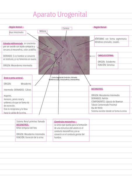 Aparato Urogenital | MARYURI LISBETH | uDocz