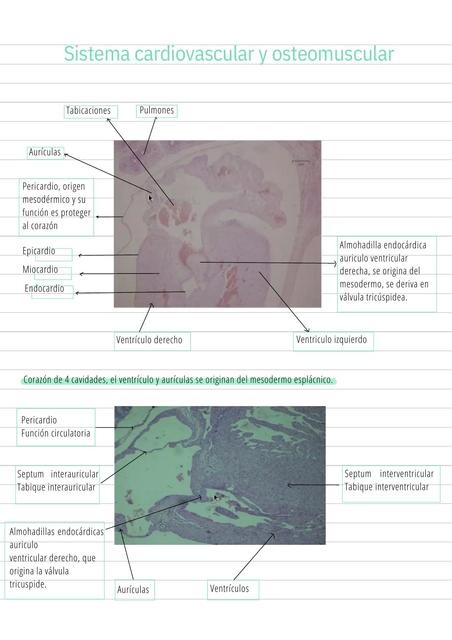 Sistema cardiovascular y osteomuscular | MARYURI LISBETH | uDocz