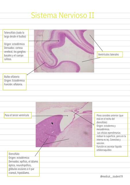 Sistema Nervioso II | MARYURI LISBETH | uDocz