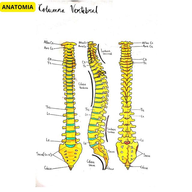 Columna Vertebral | MARYURI LISBETH | uDocz