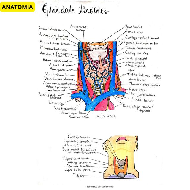 Glándula Tiroides | MARYURI LISBETH | uDocz