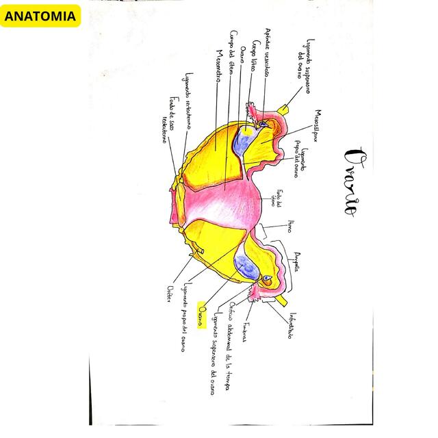 Ovario | MARYURI LISBETH | uDocz