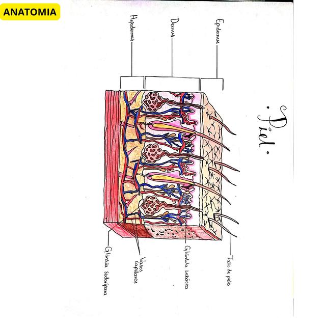 Piel | MARYURI LISBETH | uDocz