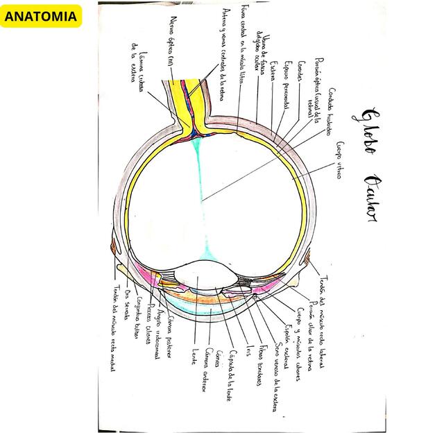 Globo Ocular | MARYURI LISBETH | uDocz