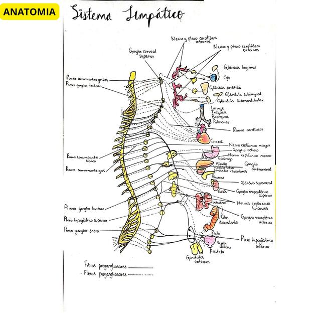 Sistema Simpático | MARYURI LISBETH | uDocz