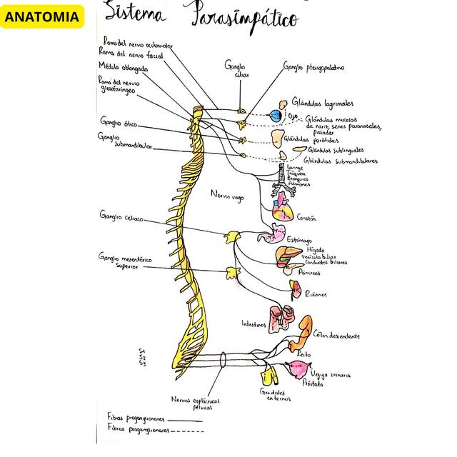 Sistema Parasimpático | MARYURI LISBETH | uDocz