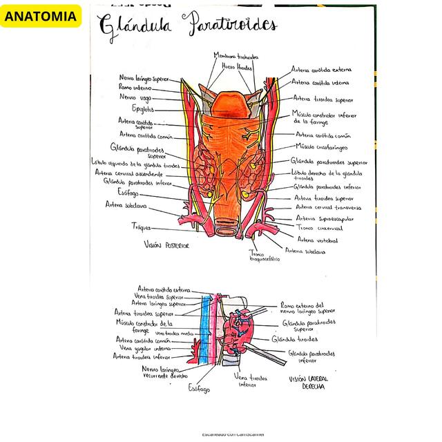 Resúmenes de Glándula paratiroides | Descarga apuntes de Glándula ...