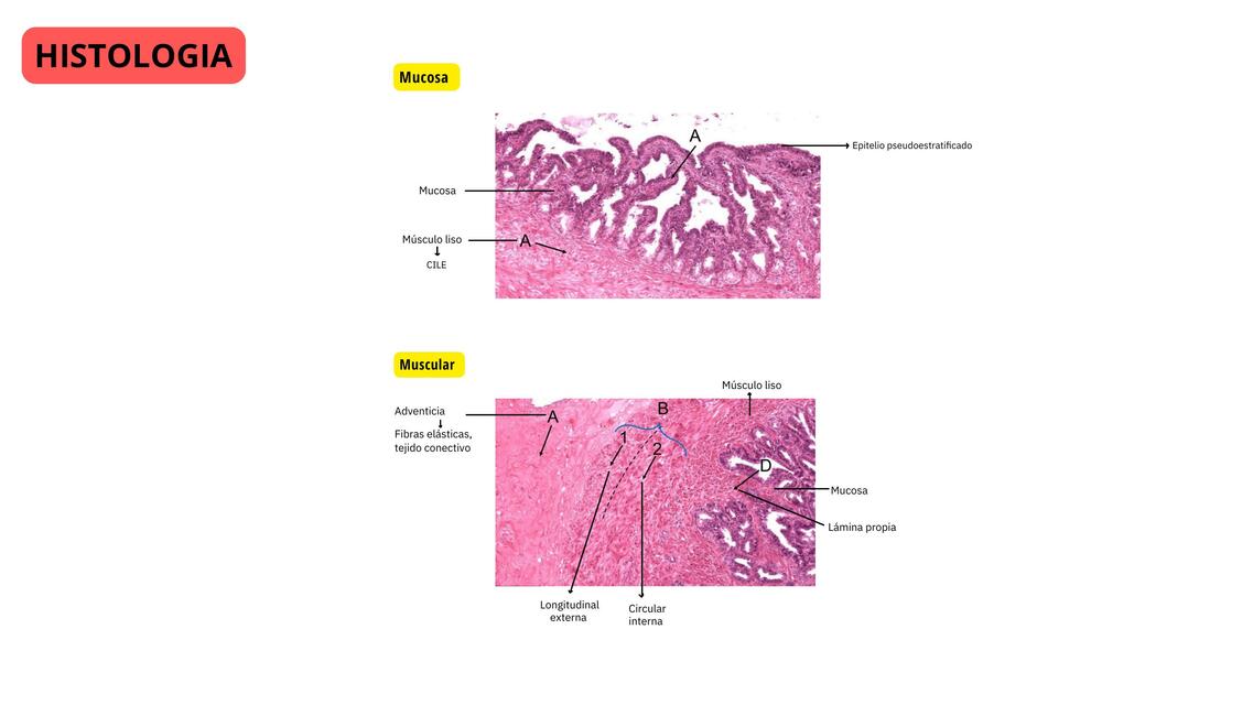 Capa Muscular | MARYURI LISBETH | uDocz